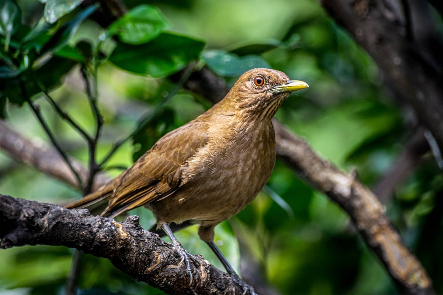 yiguirro – Daniel G. Campos