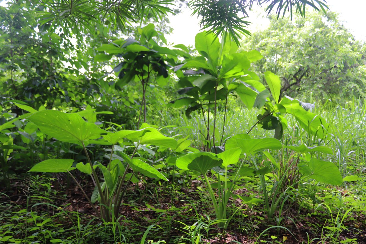 Bajo la sombra del cenízaro – Daniel G. Campos